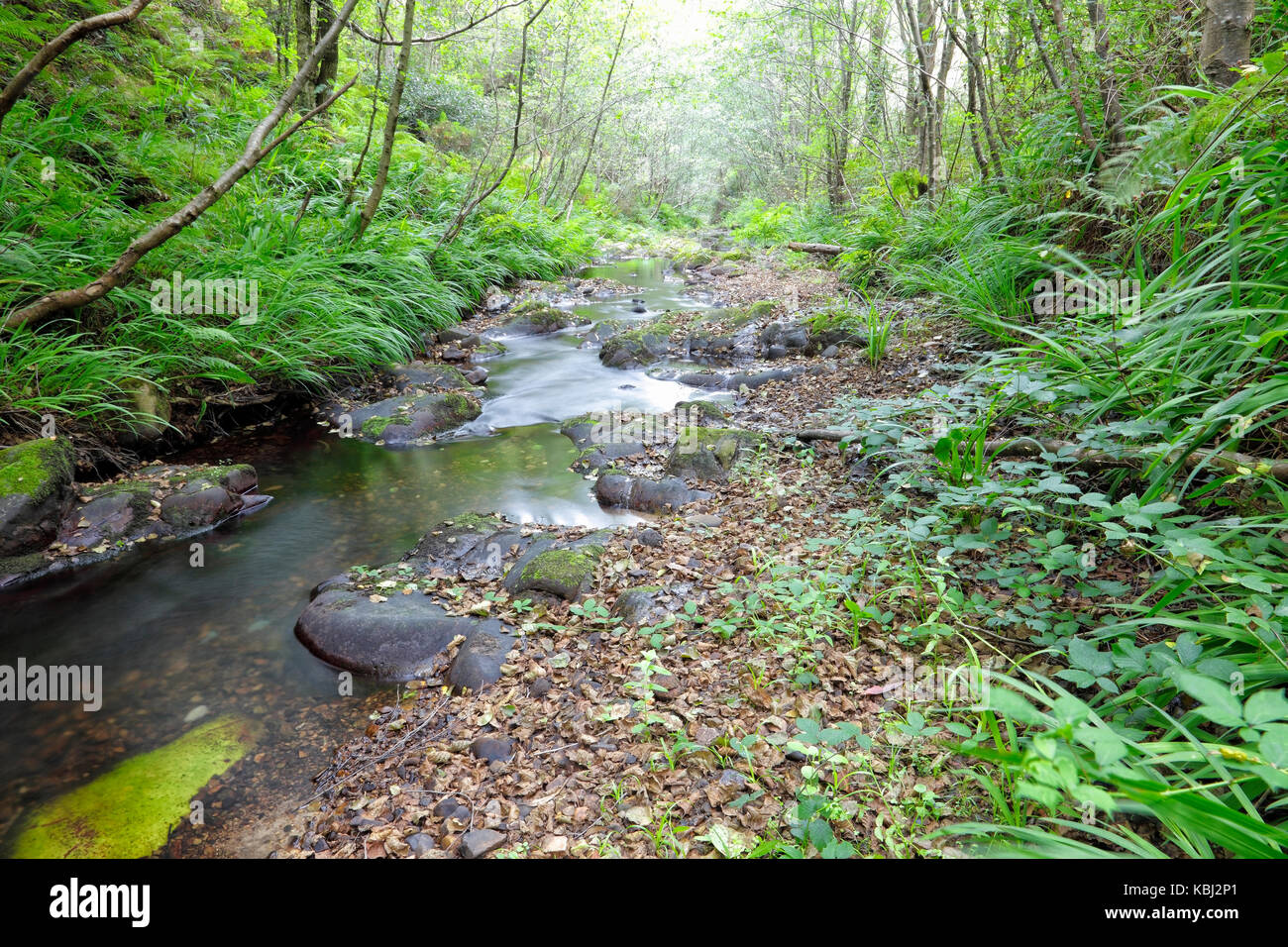 Stream with clear water Stock Photo - Alamy