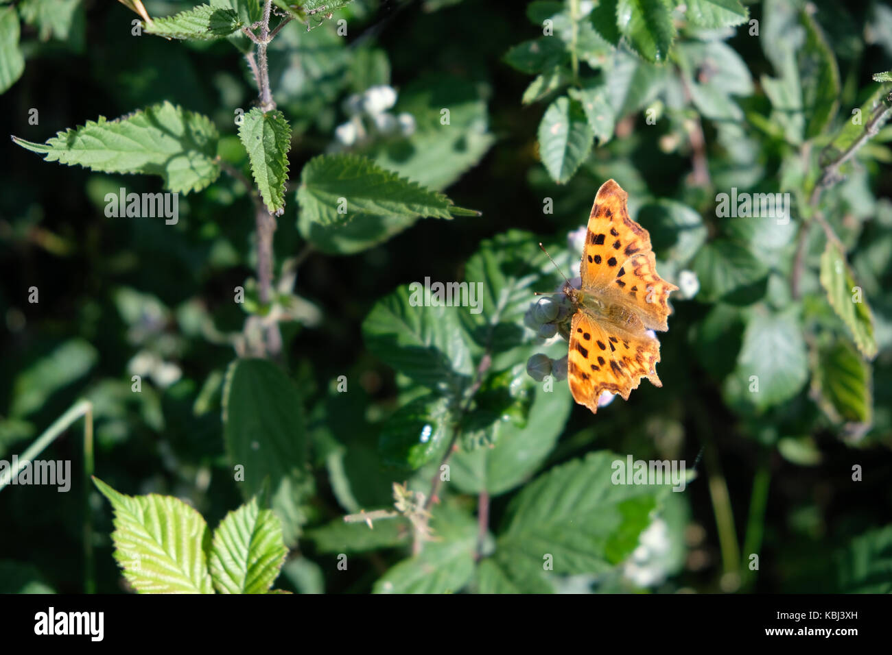 Comma butterfly, Devon hedgerow Stock Photo - Alamy