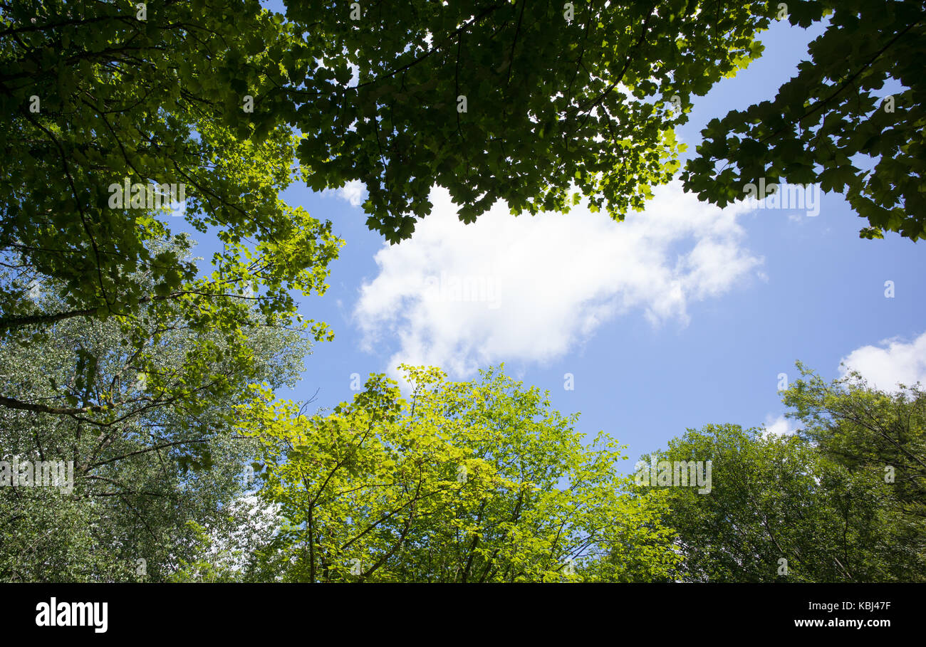 Overhanging Tree High Resolution Stock Photography and Images - Alamy