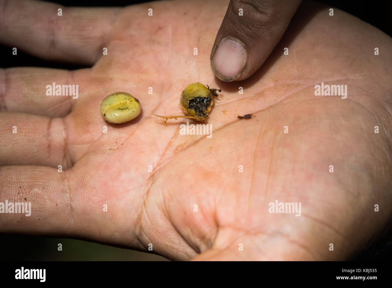 Worm Infestation Hi res Stock Photography And Images Alamy Worm Infestation Hi res Stock Photography And Images Alamy