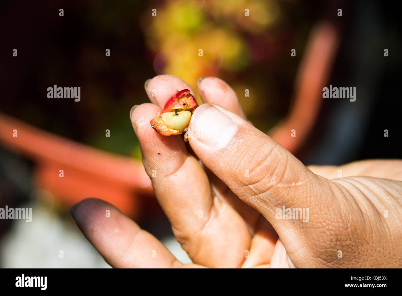 Worm infestation hi-res stock photography and images - Alamy