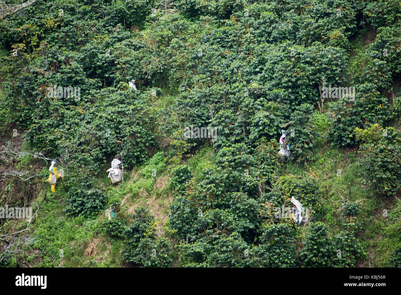 Coffee pickers or cafeteros at Hacienda Venecia Coffee Farm, Manizales ...