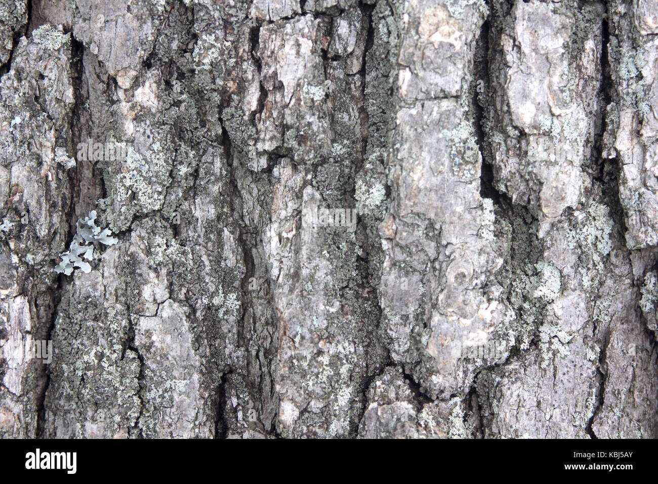Grey tree bark hi-res stock photography and images - Alamy