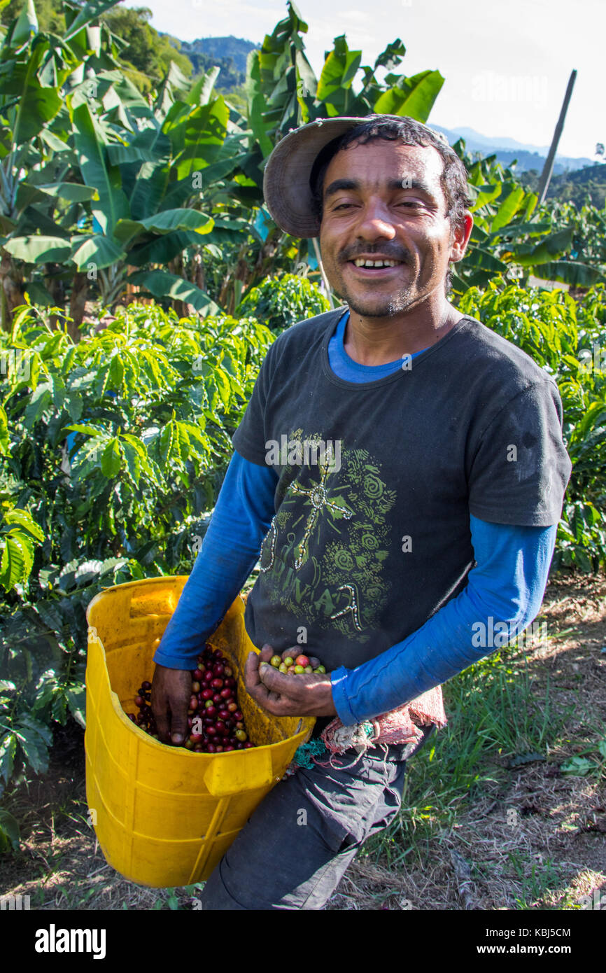 Coffee picker or cafetero at Hacienda Venecia Coffee Farm, Manizales ...