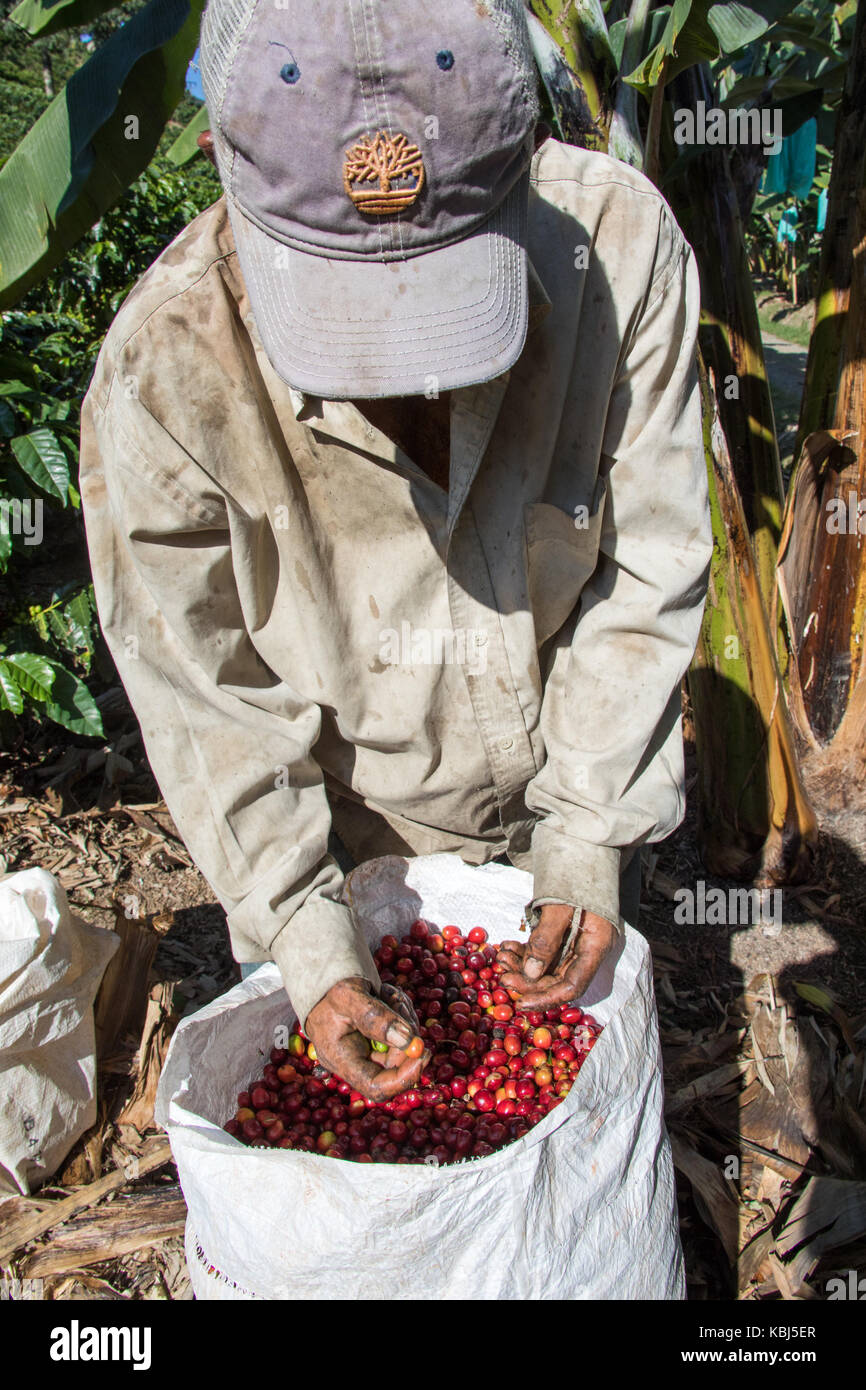 Coffee Picker America High Resolution Stock Photography and Images - Alamy