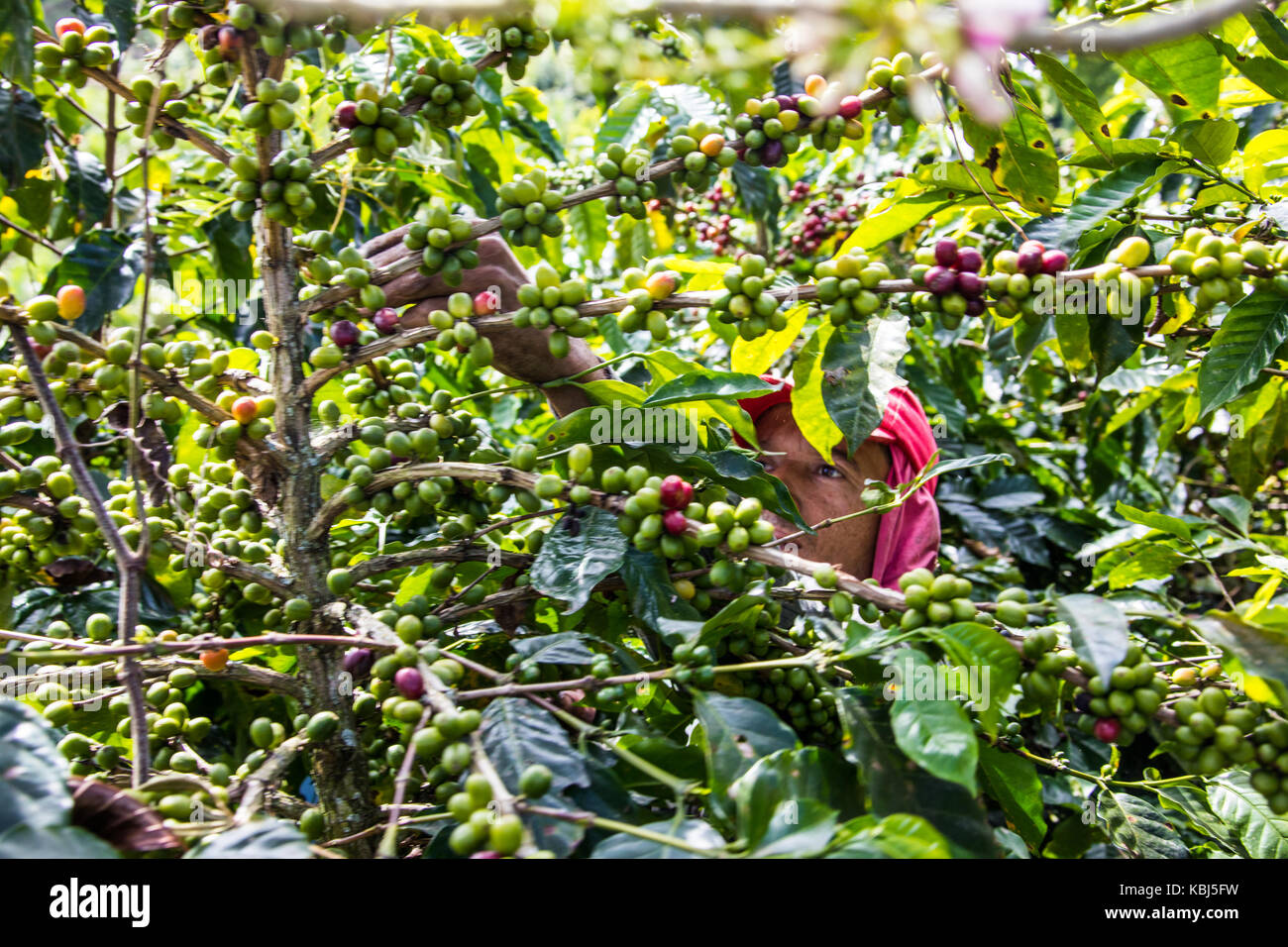 Coffee picker america hi-res stock photography and images - Alamy