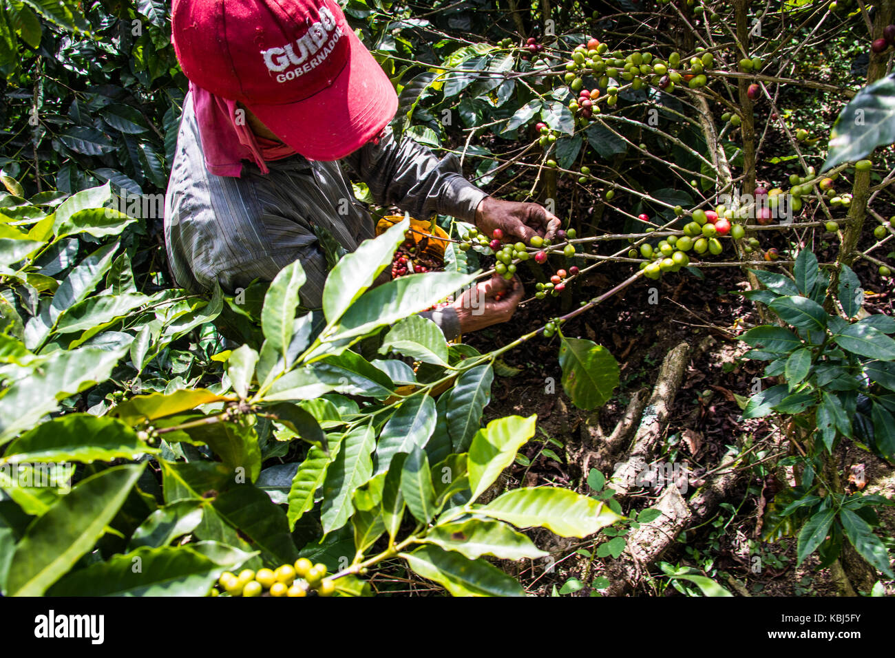 Coffee picker or cafetero at Hacienda Venecia Coffee Farm, Manizales ...