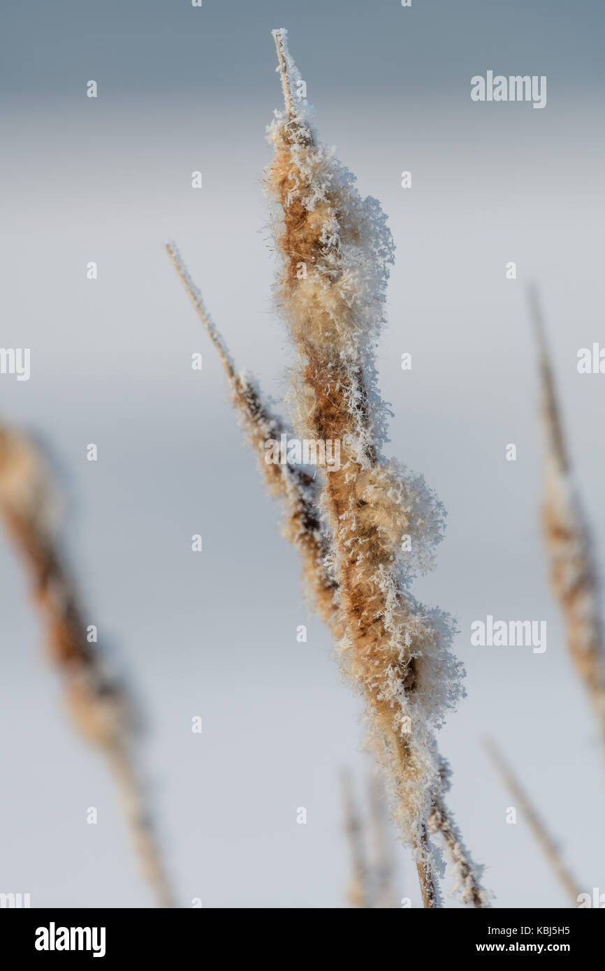 Broadleaf cattail flower, bulrush in the snow in winter, Typha ...