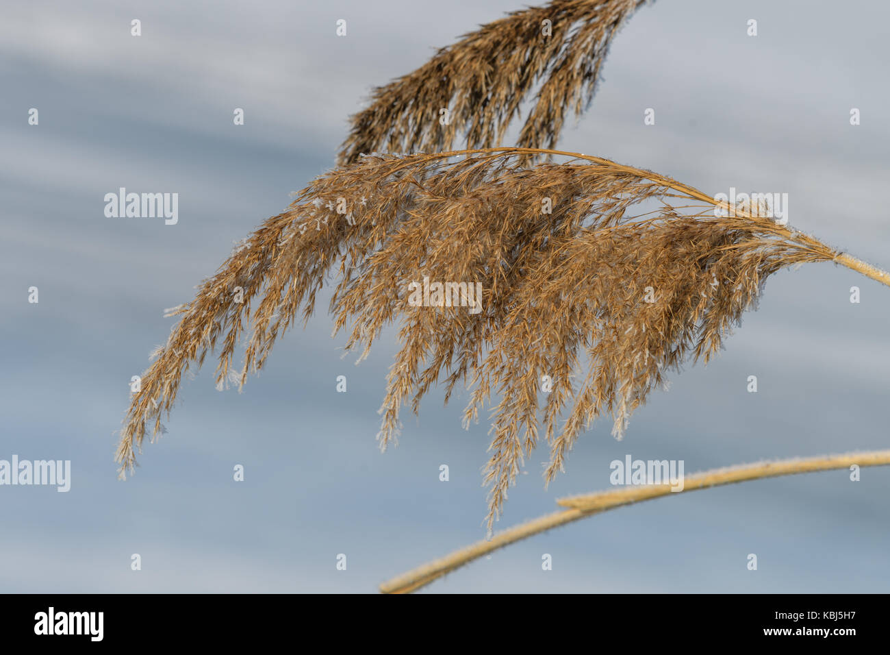Reed grass Phragmites australis in winter, close up Stock Photo - Alamy