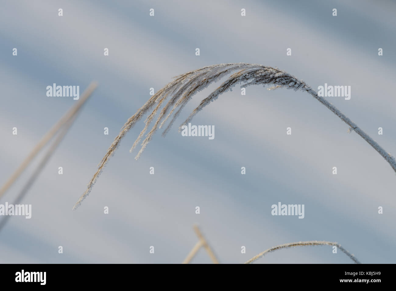 Reed grass Phragmites australis in winter, close up Stock Photo - Alamy