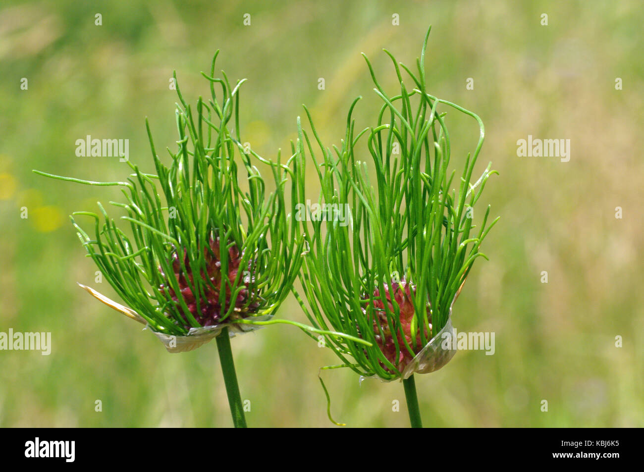 this is the wildflower Allium vineale, the Wild garlic or Crow garlic ...