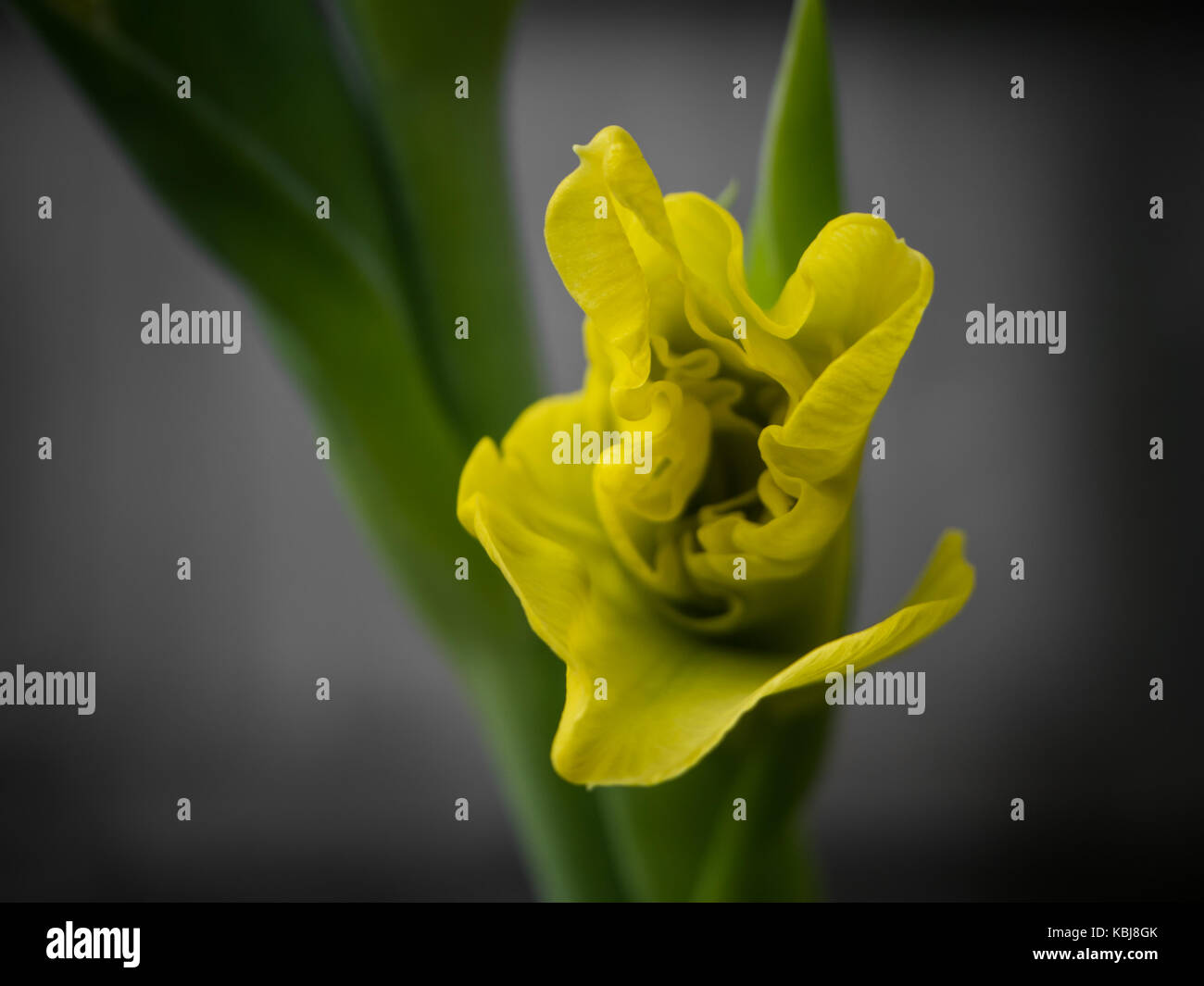 Yellow Gladioli Stock Photos & Yellow Gladioli Stock Images - Alamy