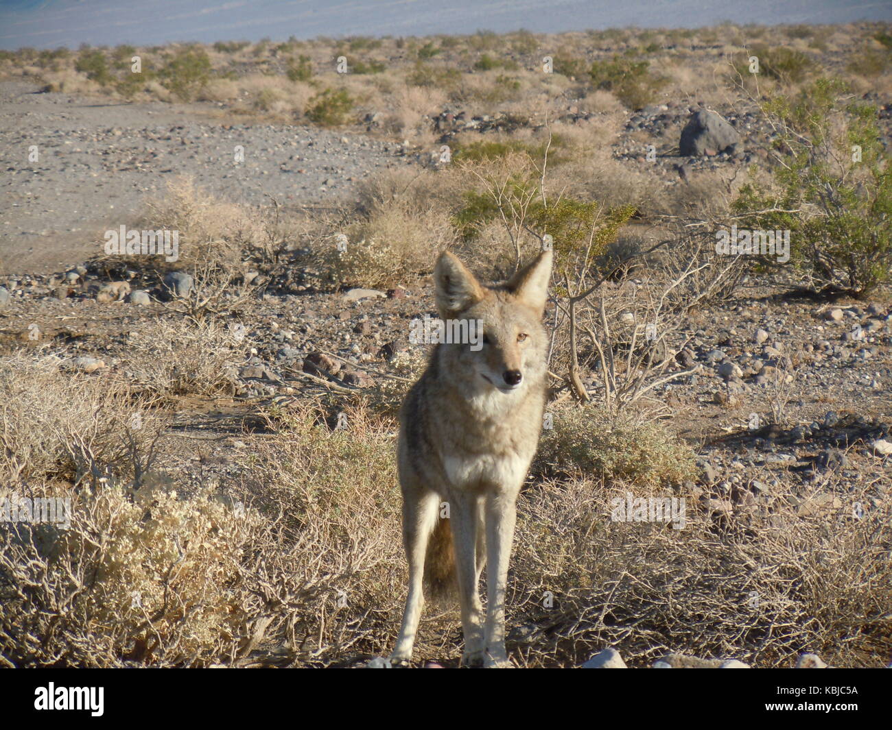 coyote death valley Stock Photo - Alamy