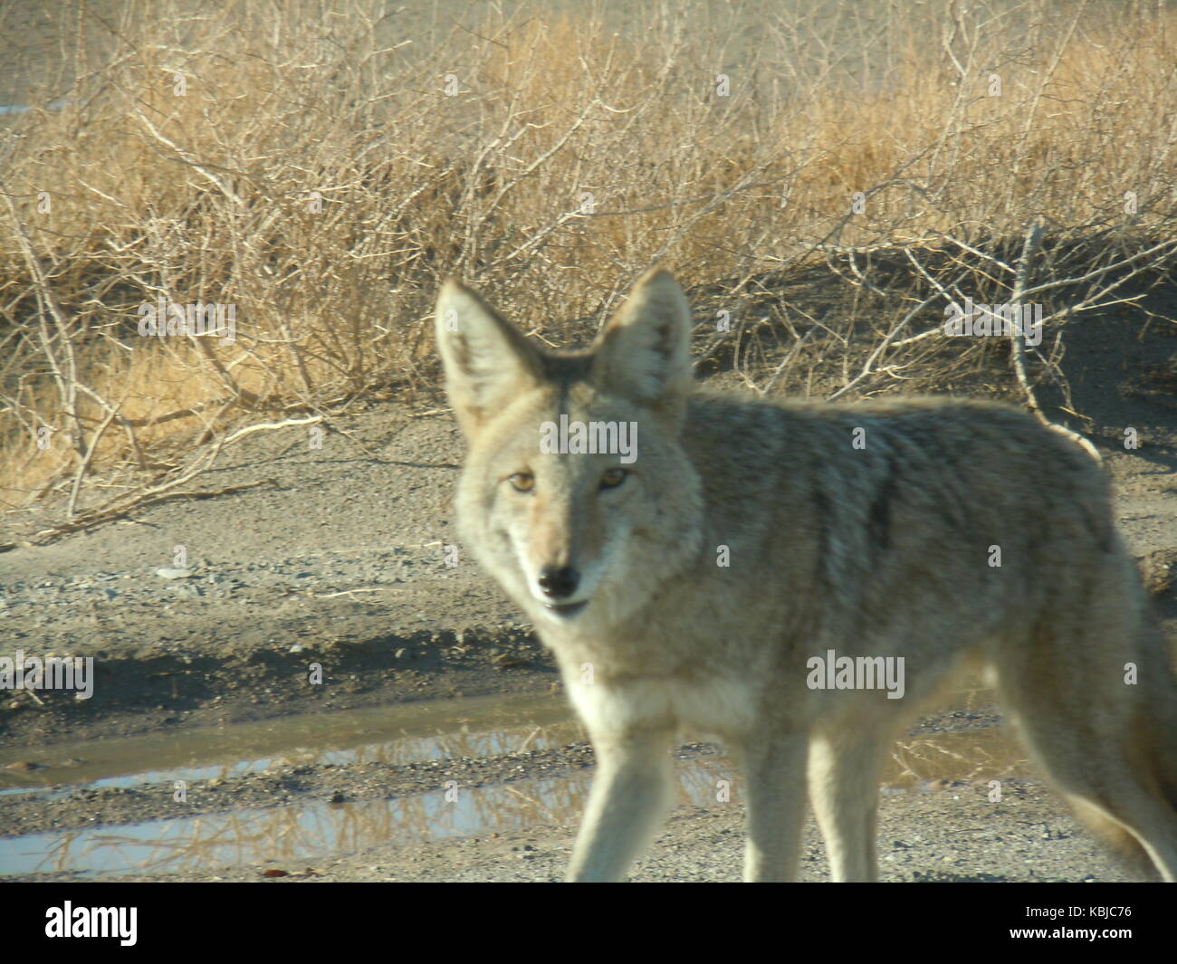 coyote death valley Stock Photo - Alamy