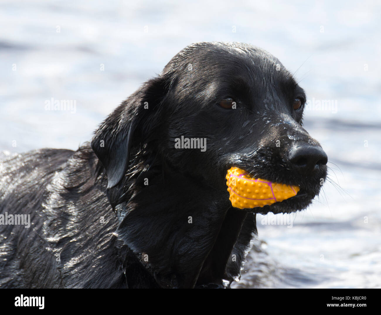 Black labrador retrieving from water hi-res stock photography and ...