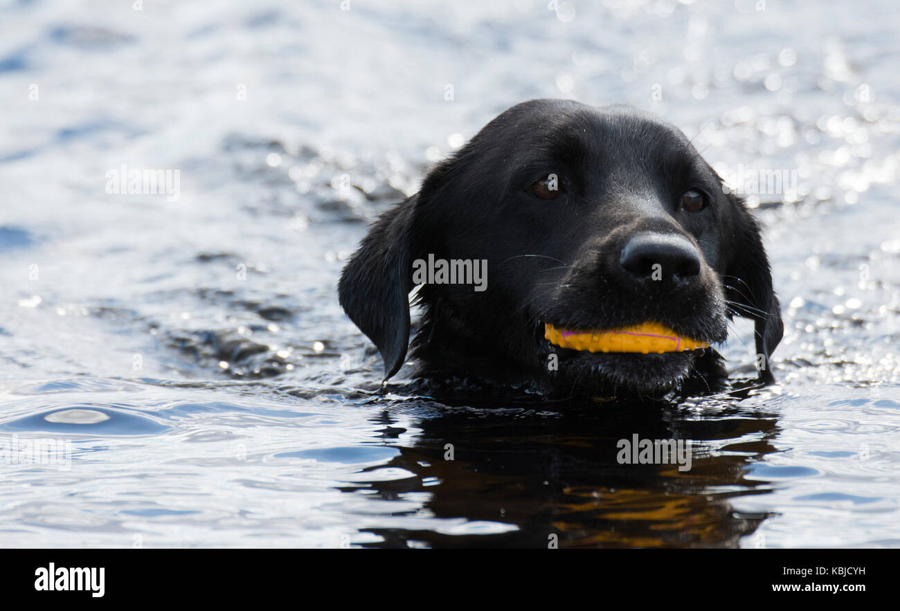 Black labrador retrieving from water hi-res stock photography and ...