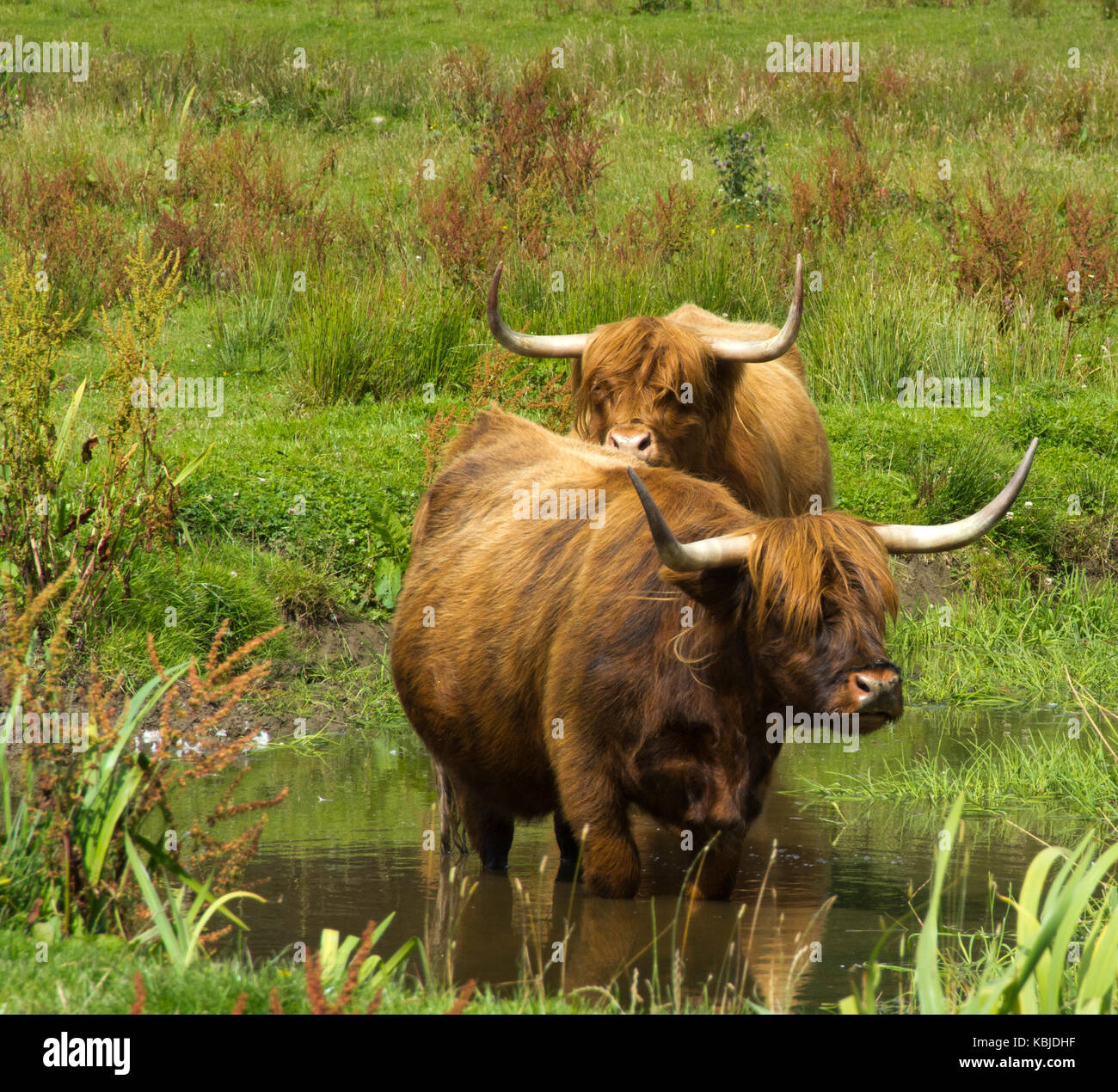 Highland pond hi-res stock photography and images - Alamy