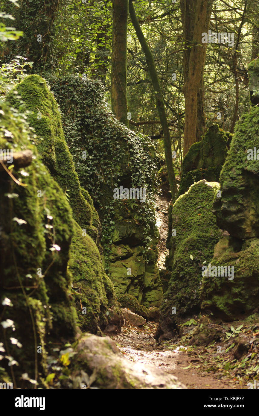 Puzzlewood High Resolution Stock Photography and Images - Alamy