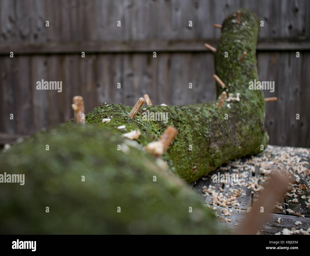 Fungal mycelium hyphae tree hi-res stock photography and images - Alamy