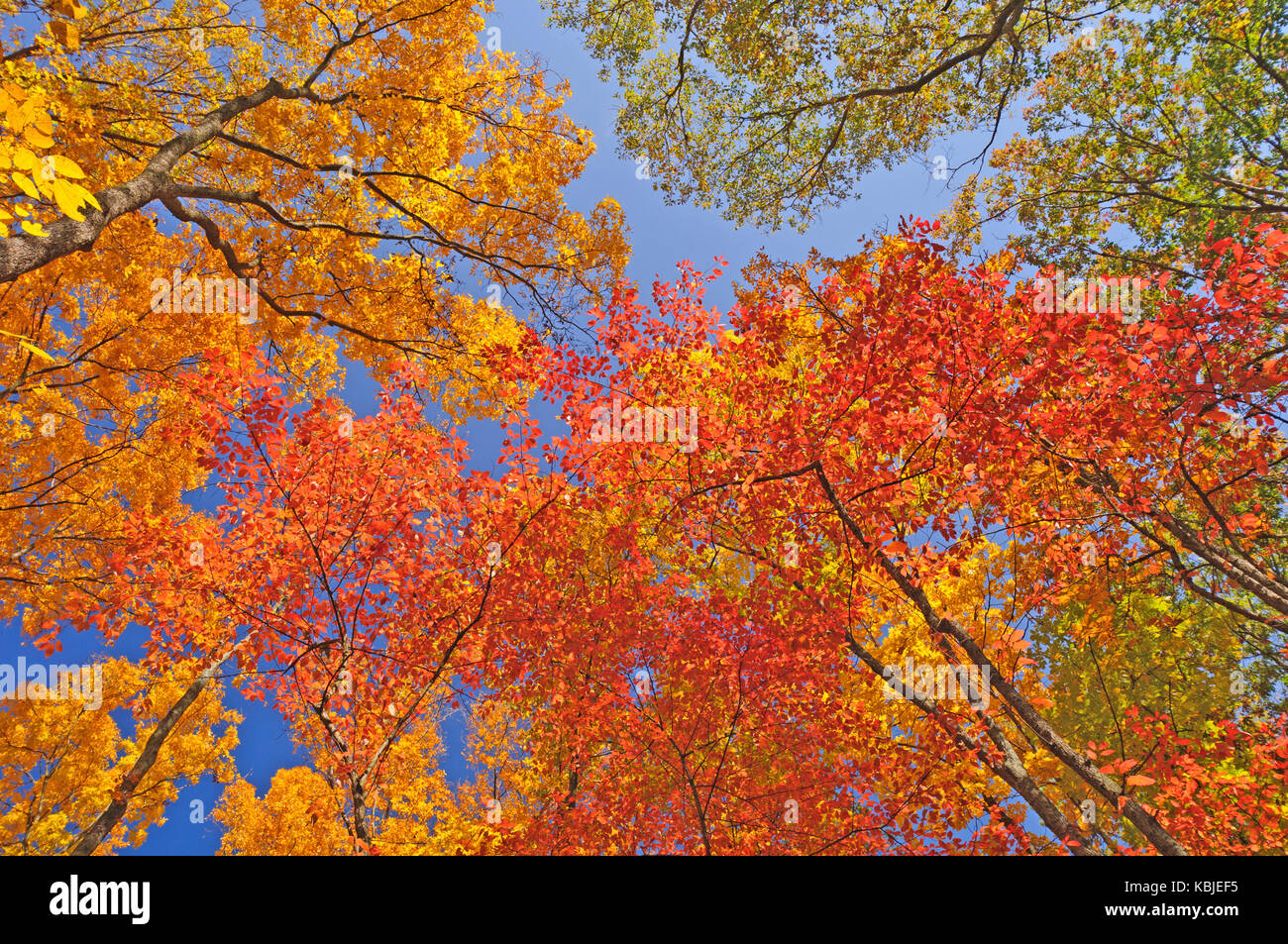 Fall Colors in Brown County State Park in Indiana Stock Photo - Alamy