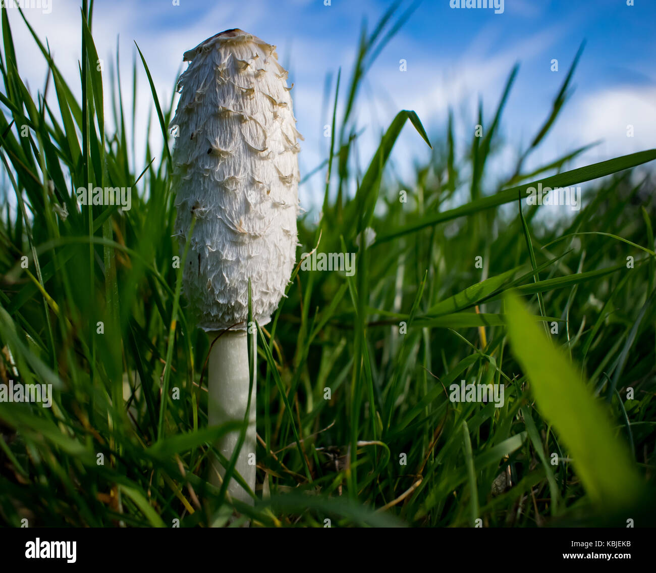 Fungal Mycelium Stock Photos & Fungal Mycelium Stock Images - Alamy
