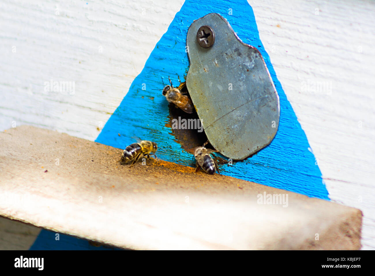 Honey Bees Swarming and Flying Around Their Beehive. Selective Focus ...