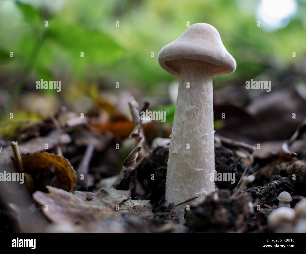 Identifying fungi hi-res stock photography and images - Alamy