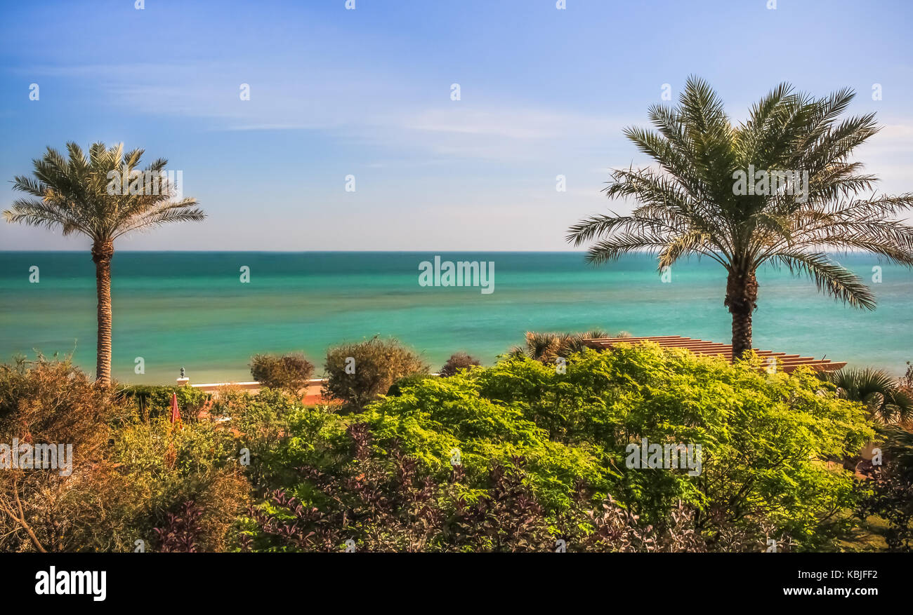 Trees Of Kuwait High Resolution Stock Photography and Images - Alamy