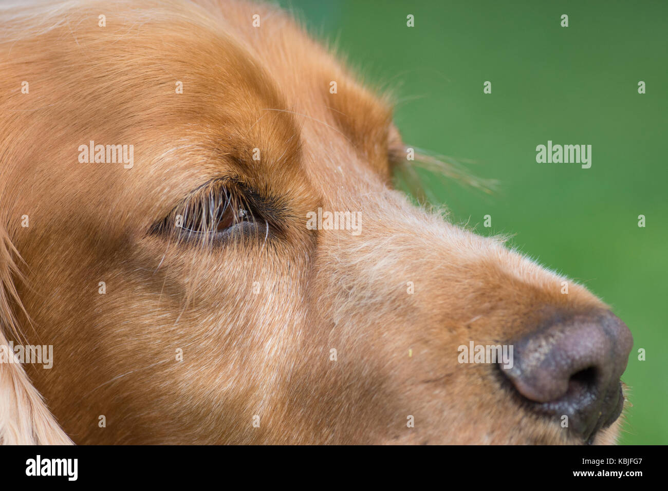 Sprocker dog hi-res stock photography and images - Alamy