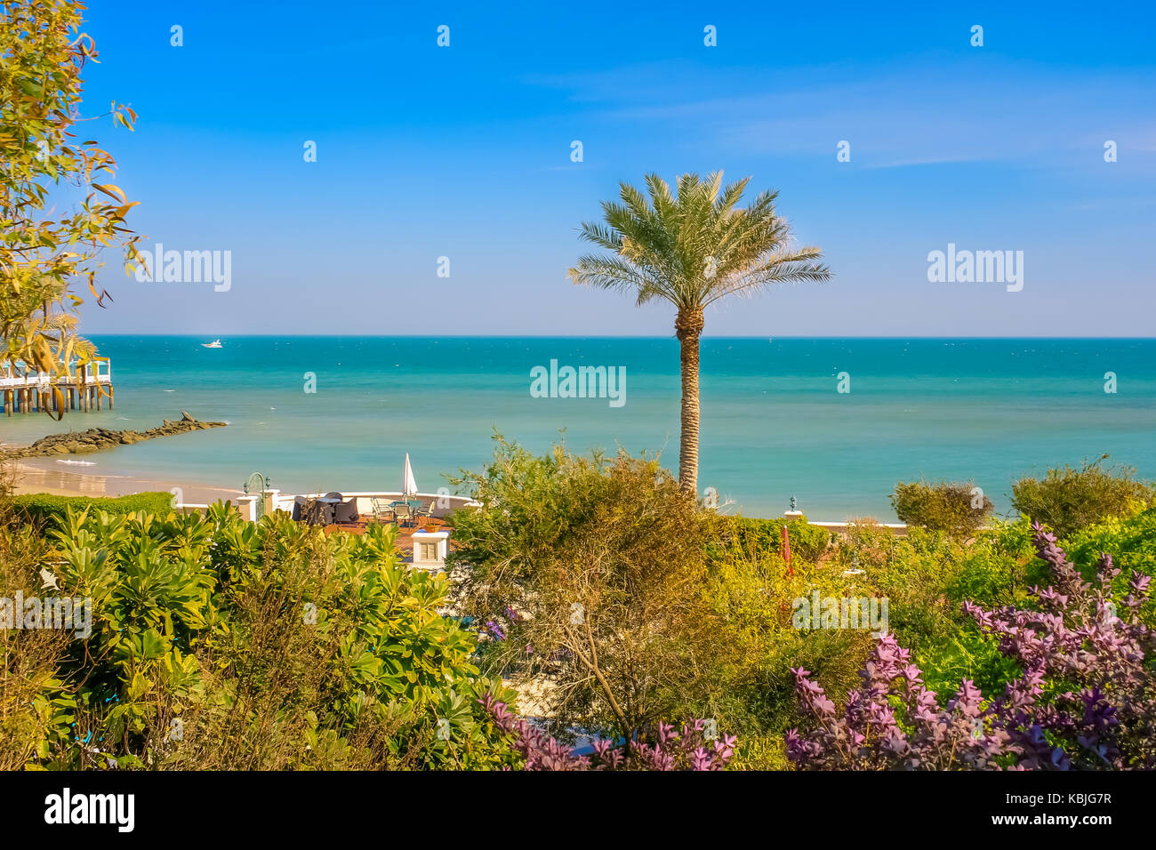 Kuwait palm tree hi-res stock photography and images - Alamy