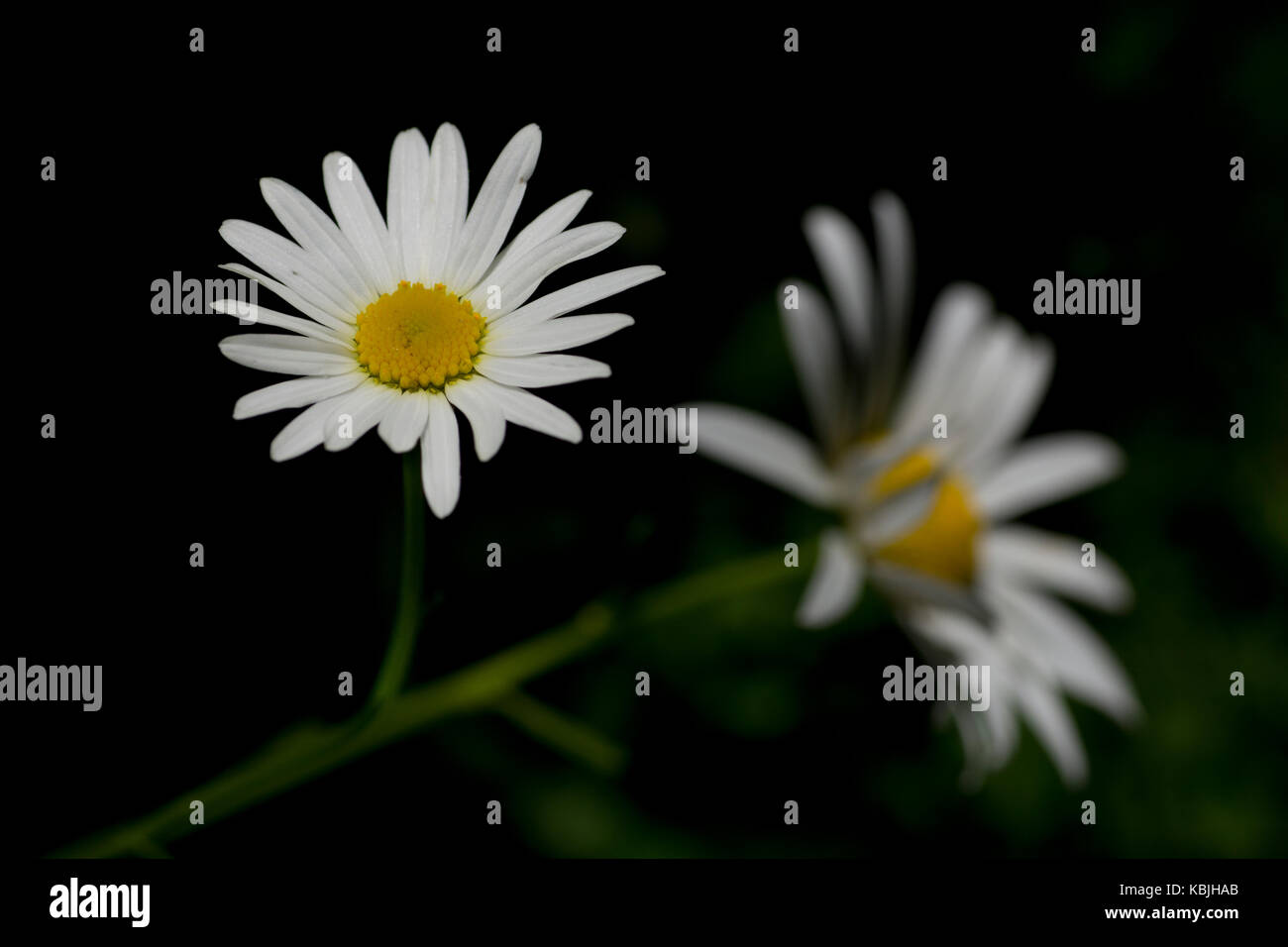 Oxeye daisies (Leucanthemum vulgare Stock Photo - Alamy