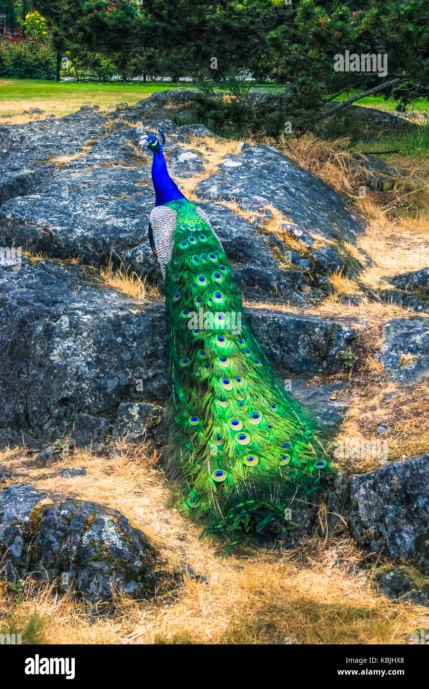 Victorias beacon hill park hi-res stock photography and images - Alamy