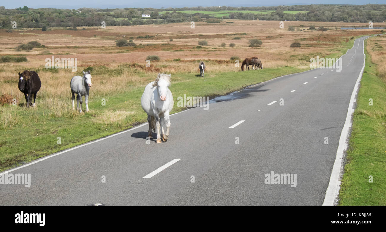 Horses,horse,pony,ponies,near,on,road,near,Arthur's Stone,Gower,Gower ...