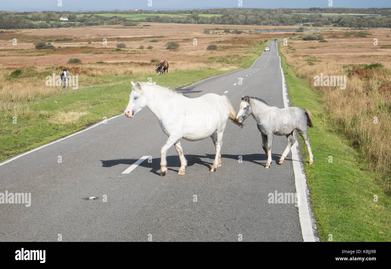 Horses,horse,pony,ponies,near,on,road,near,Arthur's Stone,Gower,Gower ...