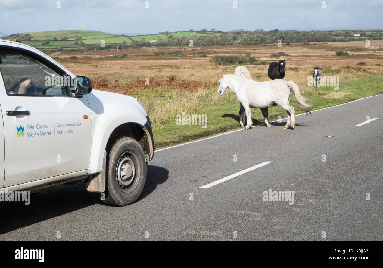 Horses,horse,pony,ponies,near,on,road,near,Arthur's Stone,Gower,Gower ...