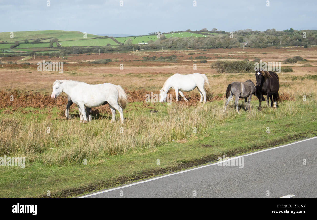 Horses,horse,pony,ponies,near,on,road,near,Arthur's Stone,Gower,Gower ...