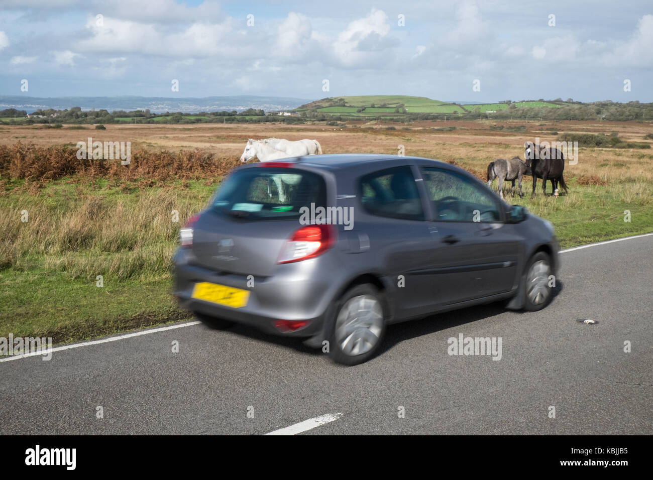 Horses,horse,pony,ponies,near,on,road,near,Arthur's Stone,Gower,Gower ...