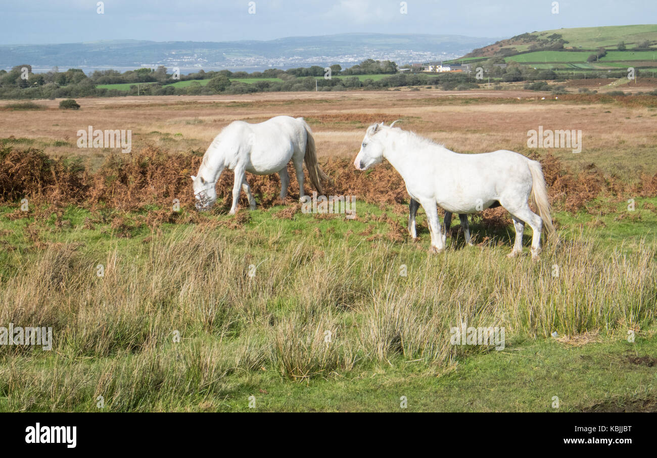 Horses,horse,pony,ponies,near,on,road,near,Arthur's Stone,Gower,Gower ...