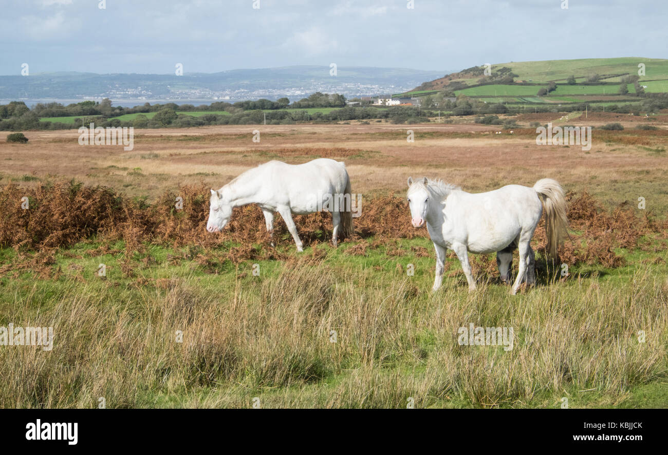 Horses,horse,pony,ponies,near,on,road,near,Arthur's Stone,Gower,Gower ...