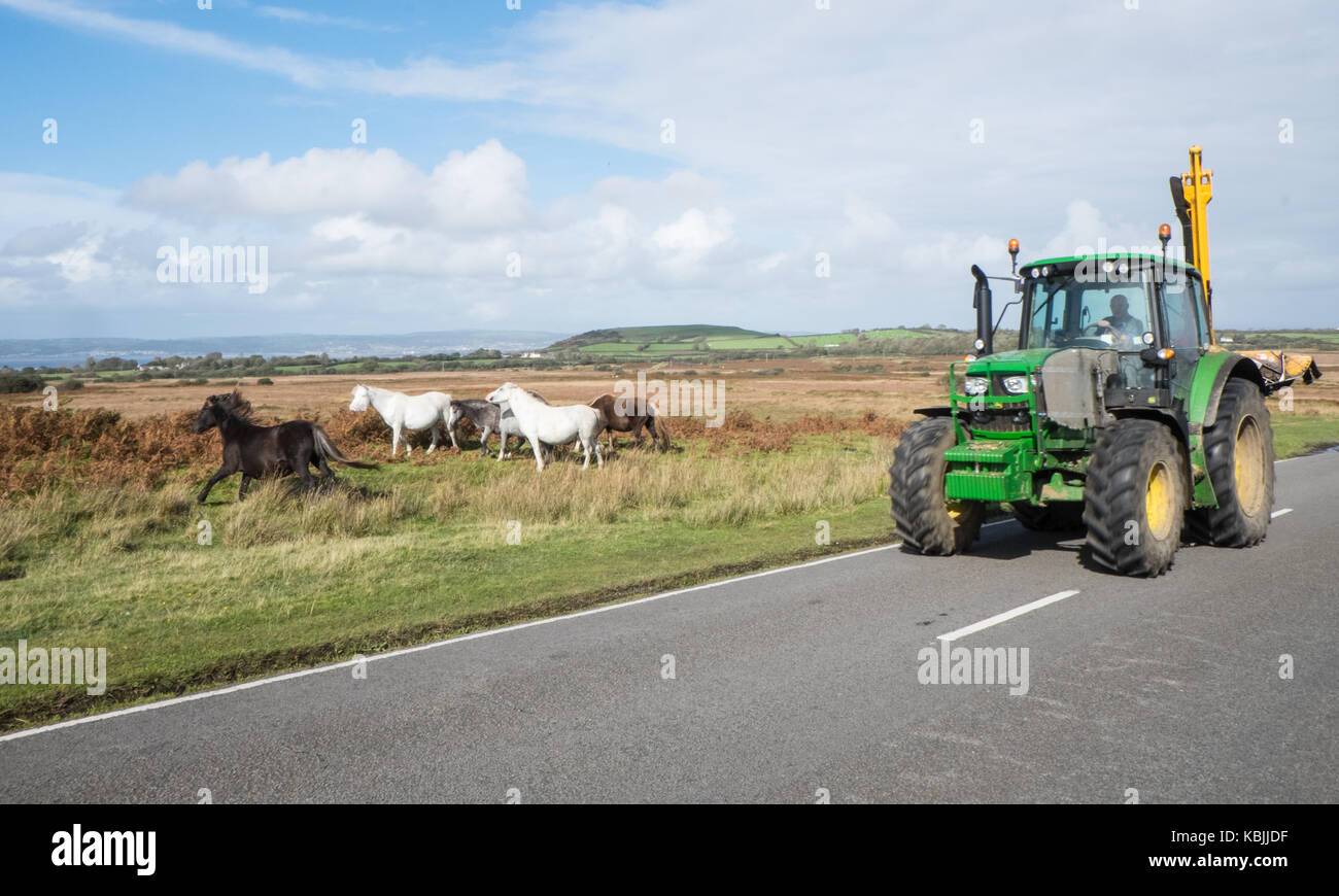 Horses,horse,pony,ponies,near,on,road,near,Arthur's Stone,Gower,Gower ...