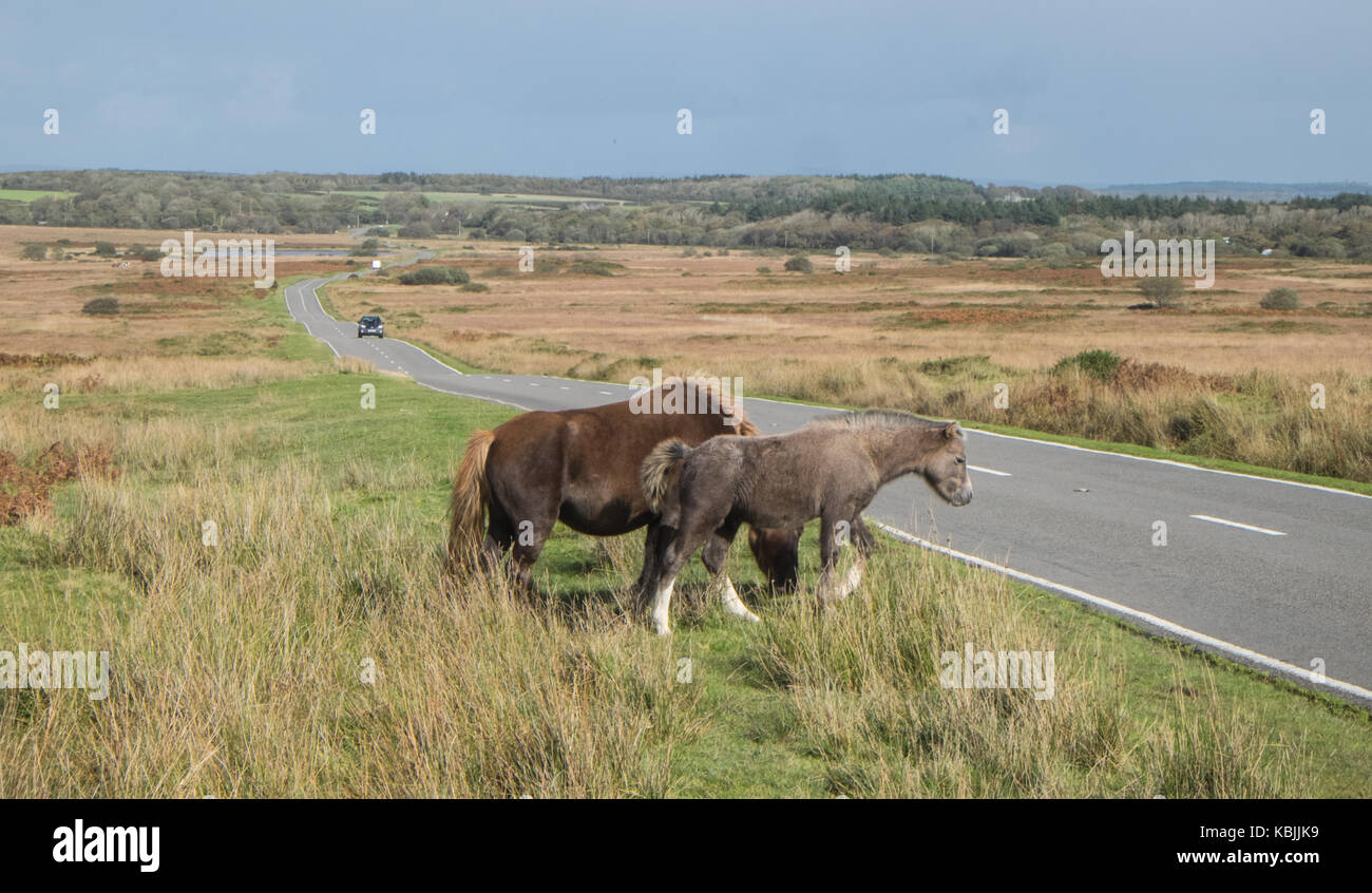 Horses,horse,pony,ponies,near,on,road,near,Arthur's Stone,Gower,Gower ...