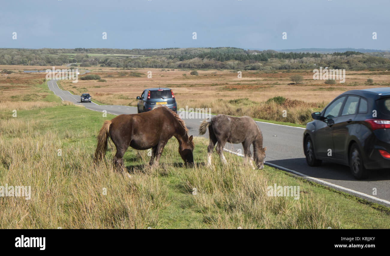 Horses,horse,pony,ponies,near,on,road,near,Arthur's Stone,Gower,Gower ...