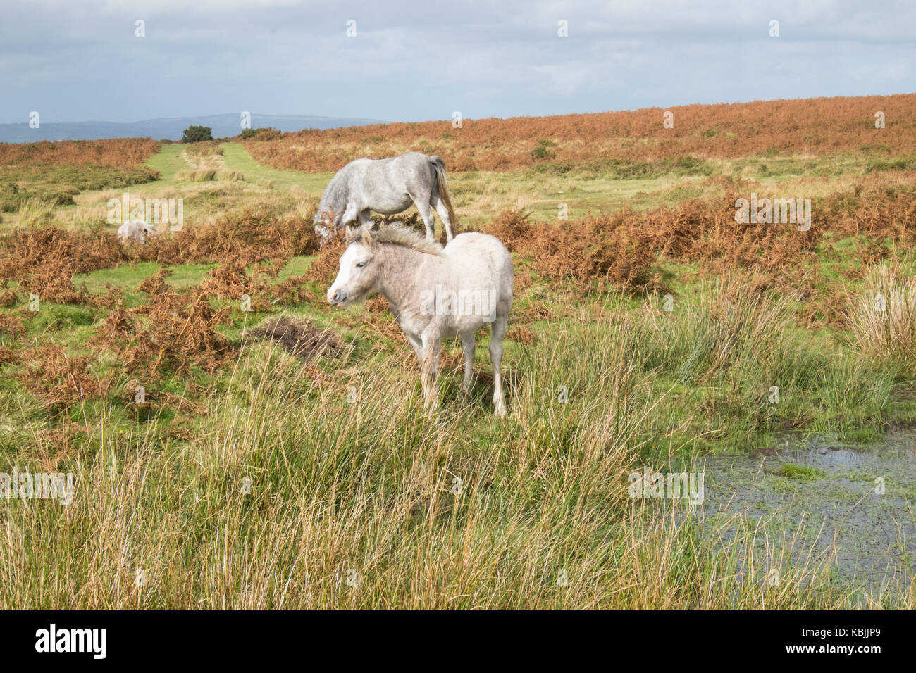 Horses,horse,pony,ponies,near,on,road,near,Arthur's Stone,Gower,Gower ...