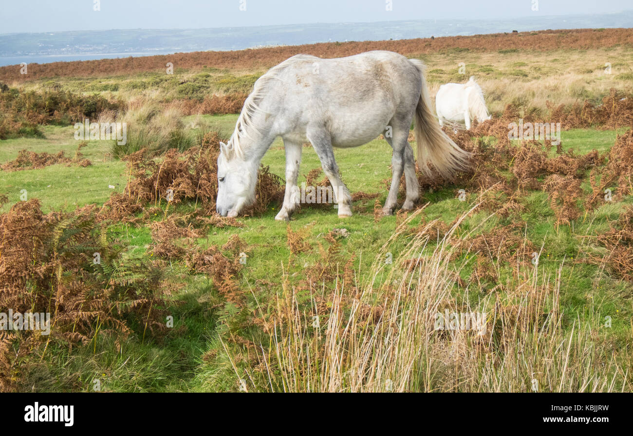 Horses,horse,pony,ponies,near,on,road,near,Arthur's Stone,Gower,Gower ...