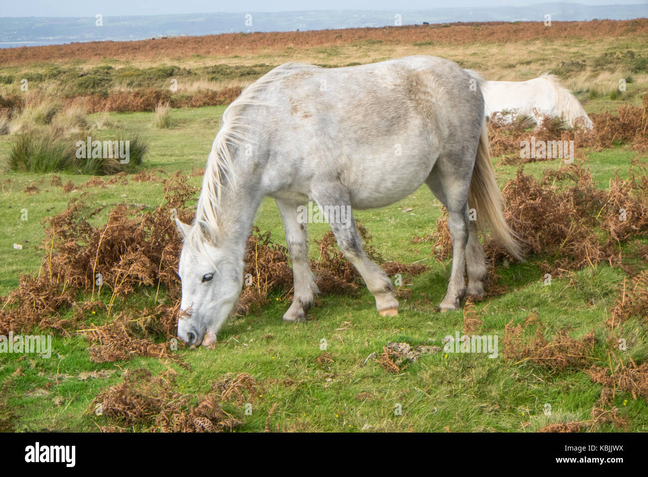 Horses,horse,pony,ponies,near,on,road,near,Arthur's Stone,Gower,Gower ...
