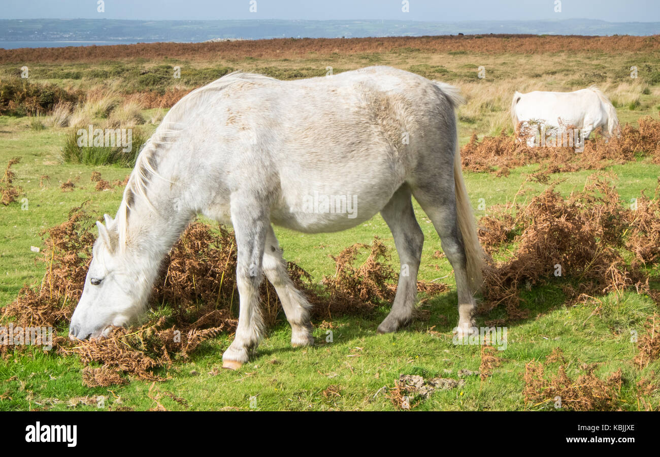 Horses,horse,pony,ponies,near,on,road,near,Arthur's Stone,Gower,Gower ...