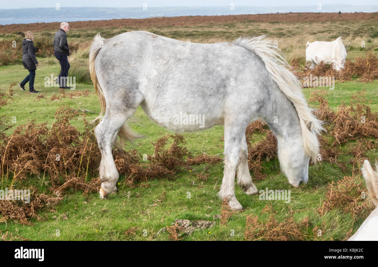 Horses,horse,pony,ponies,near,on,road,near,Arthur's Stone,Gower,Gower ...