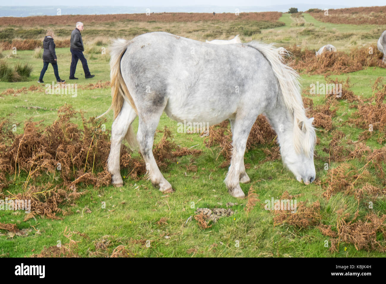 Horses,horse,pony,ponies,near,on,road,near,Arthur's Stone,Gower,Gower ...