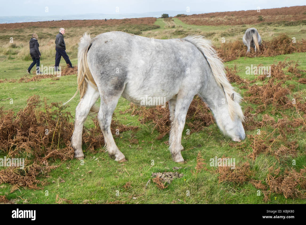 Horses,horse,pony,ponies,near,on,road,near,Arthur's Stone,Gower,Gower ...