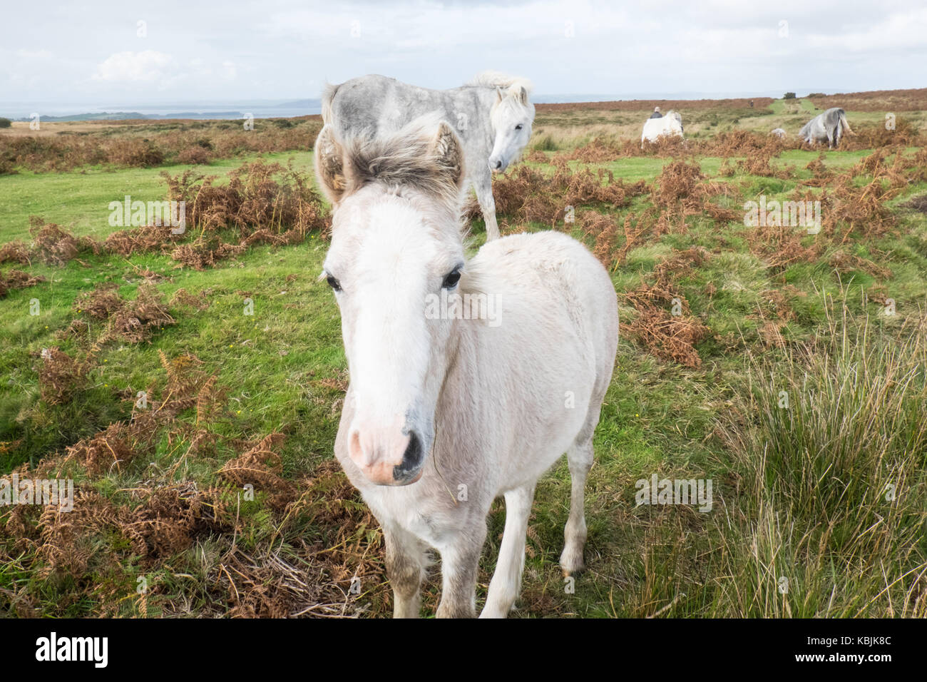 Horses,horse,pony,ponies,near,on,road,near,Arthur's Stone,Gower,Gower ...